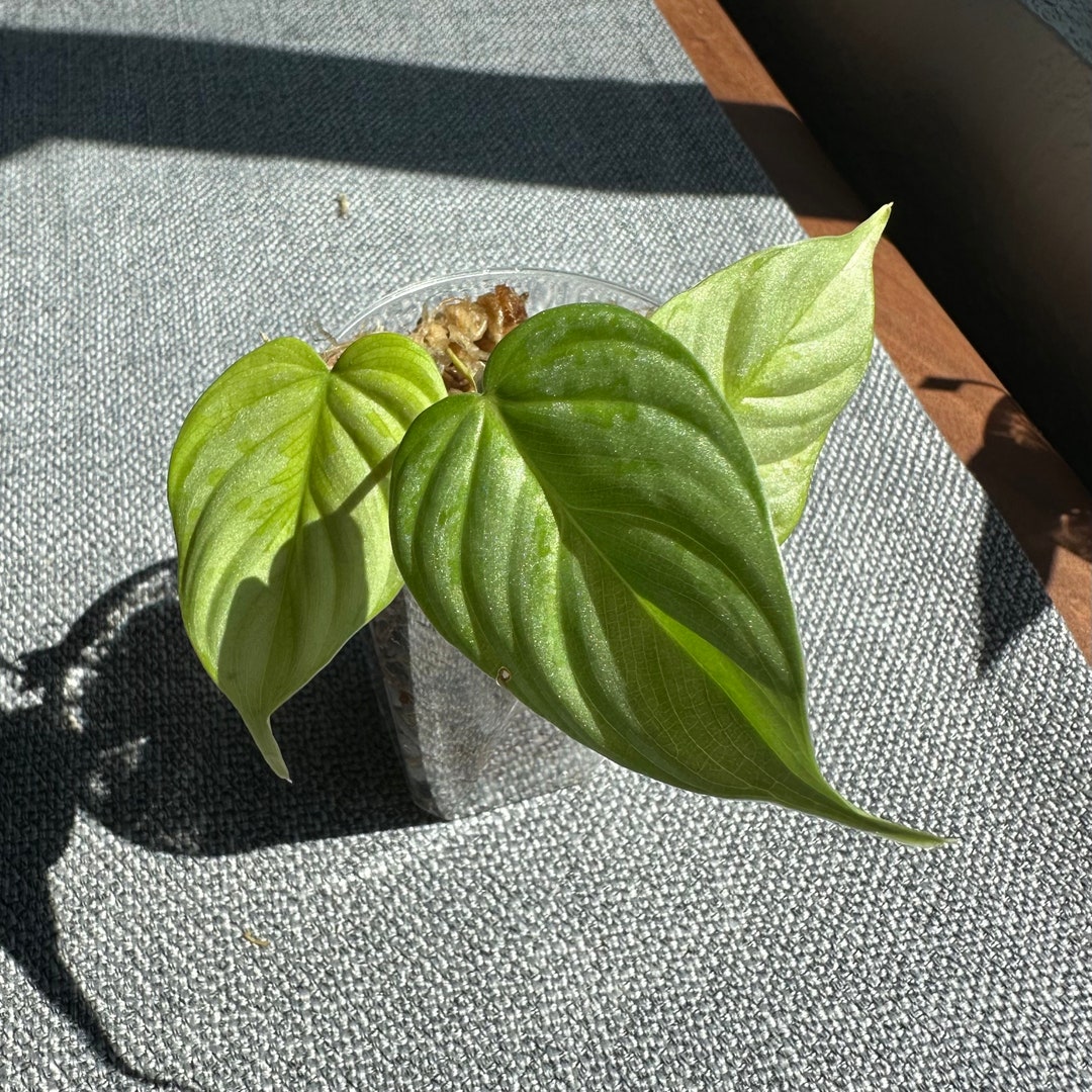 Philodendron Majestic Rare Plant Climbing Aroid Small - Etsy