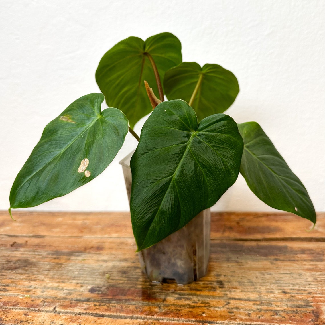 Philodendron Fibrosum Rare Plant Climbing Aroid - Etsy