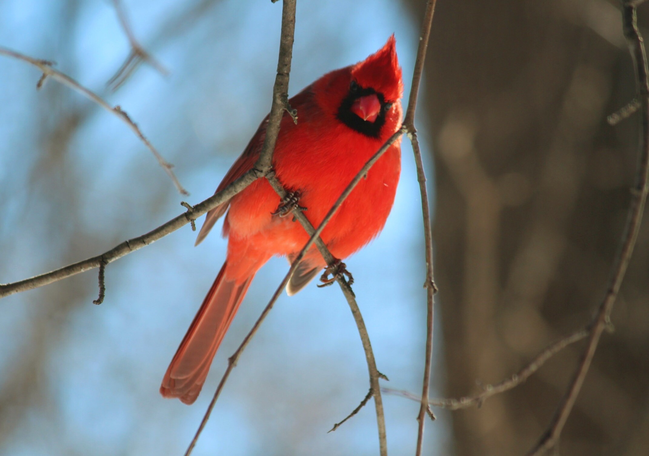 Male Cardinal Relaxing in Tree - Etsy