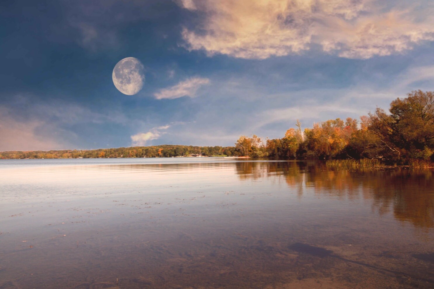 Fall Foliage Moonlight - Etsy