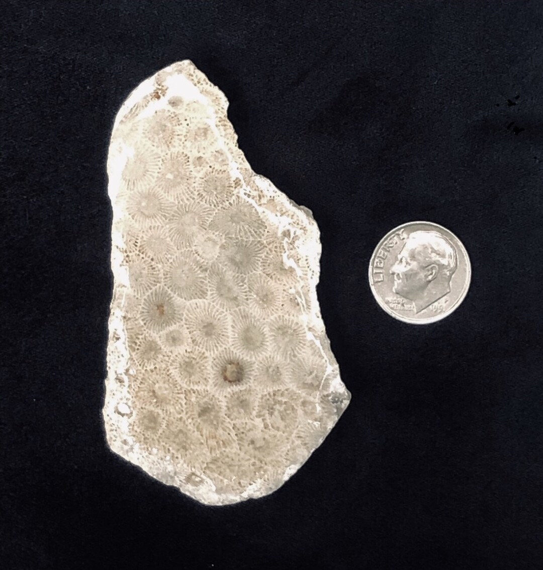 Fossilized Coral Slab - Etsy