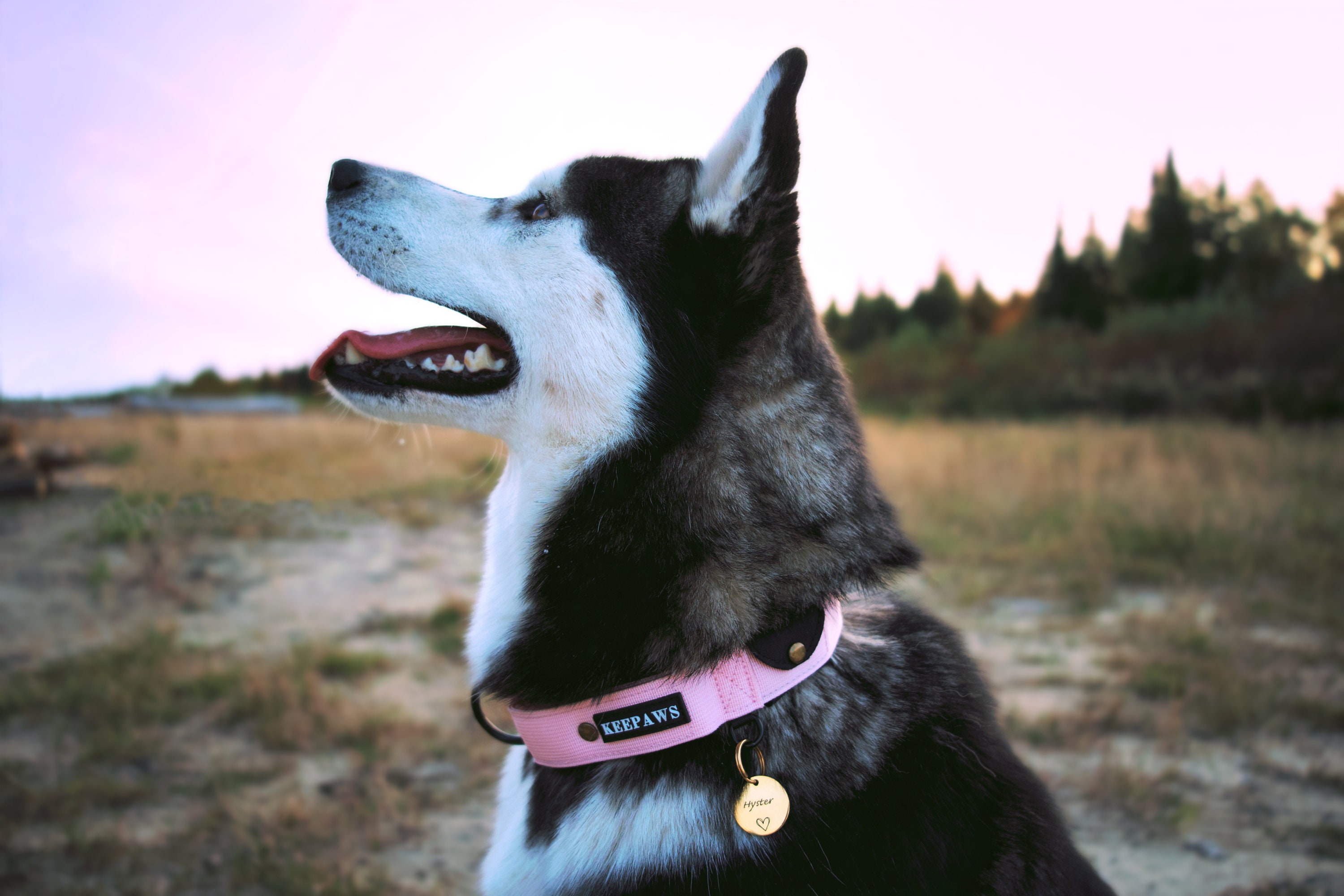 Keepaws™ Tactical Airtag Collar Personalizable Dog Collar - Etsy