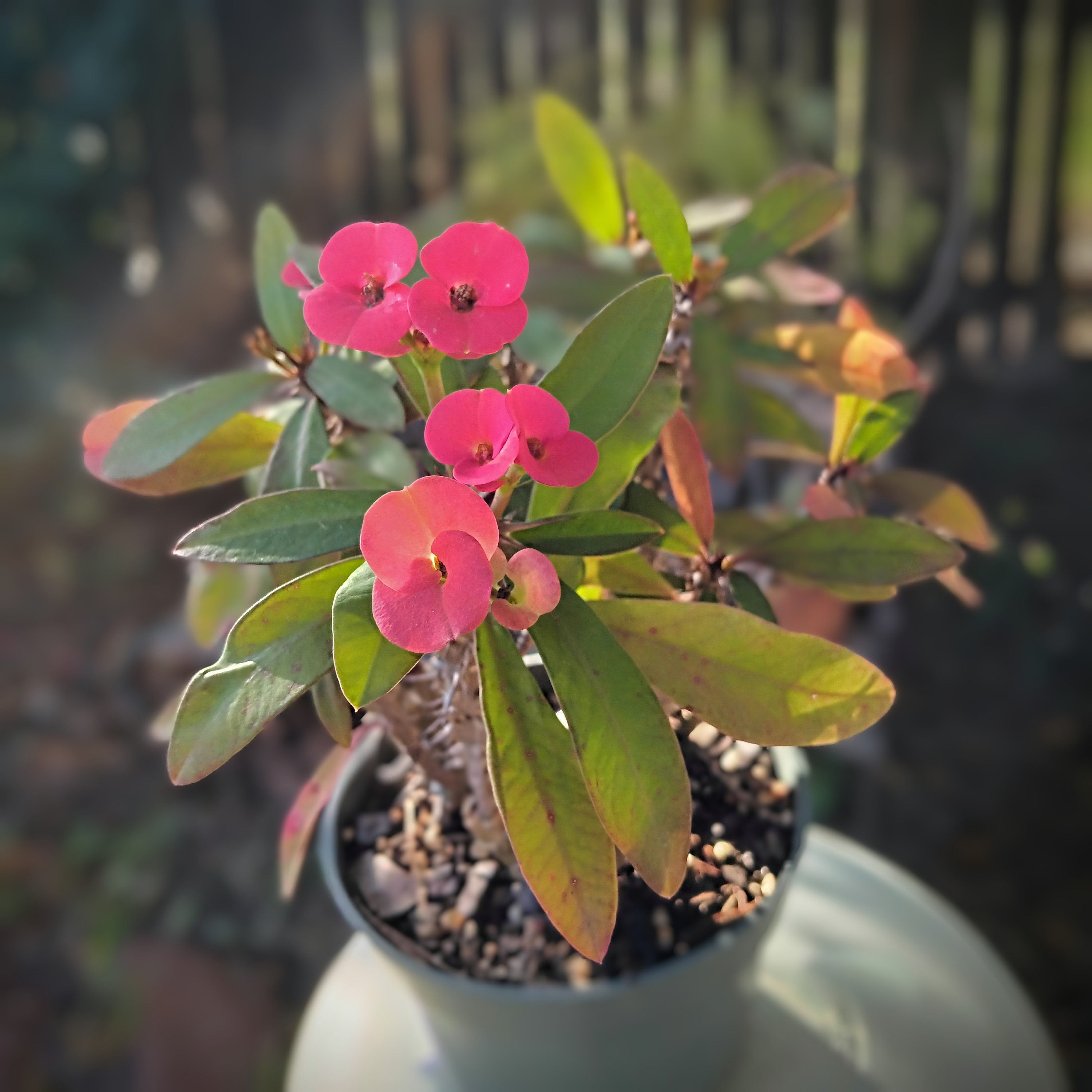 Crown of Thorns dwarf Variety - Etsy