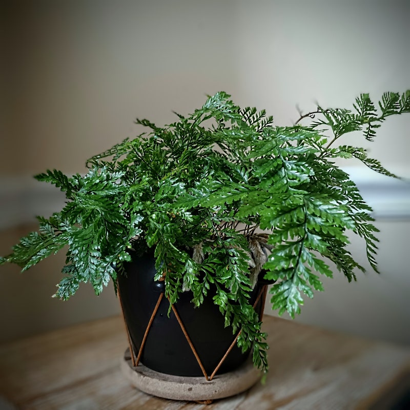 Rabbit Foot Fern - Etsy