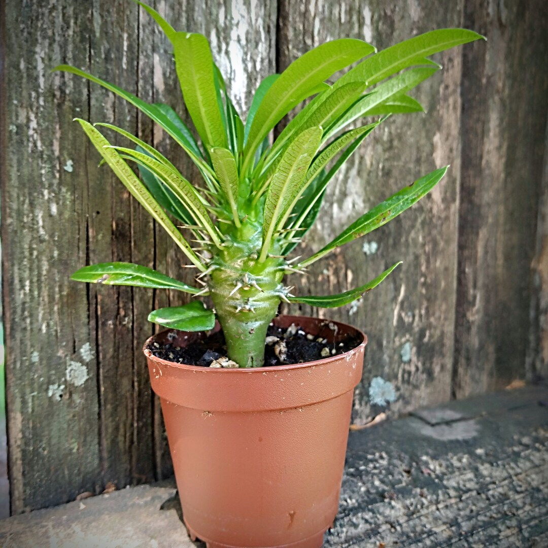 Pachypodium Lameri (madagascar Palm) - Etsy