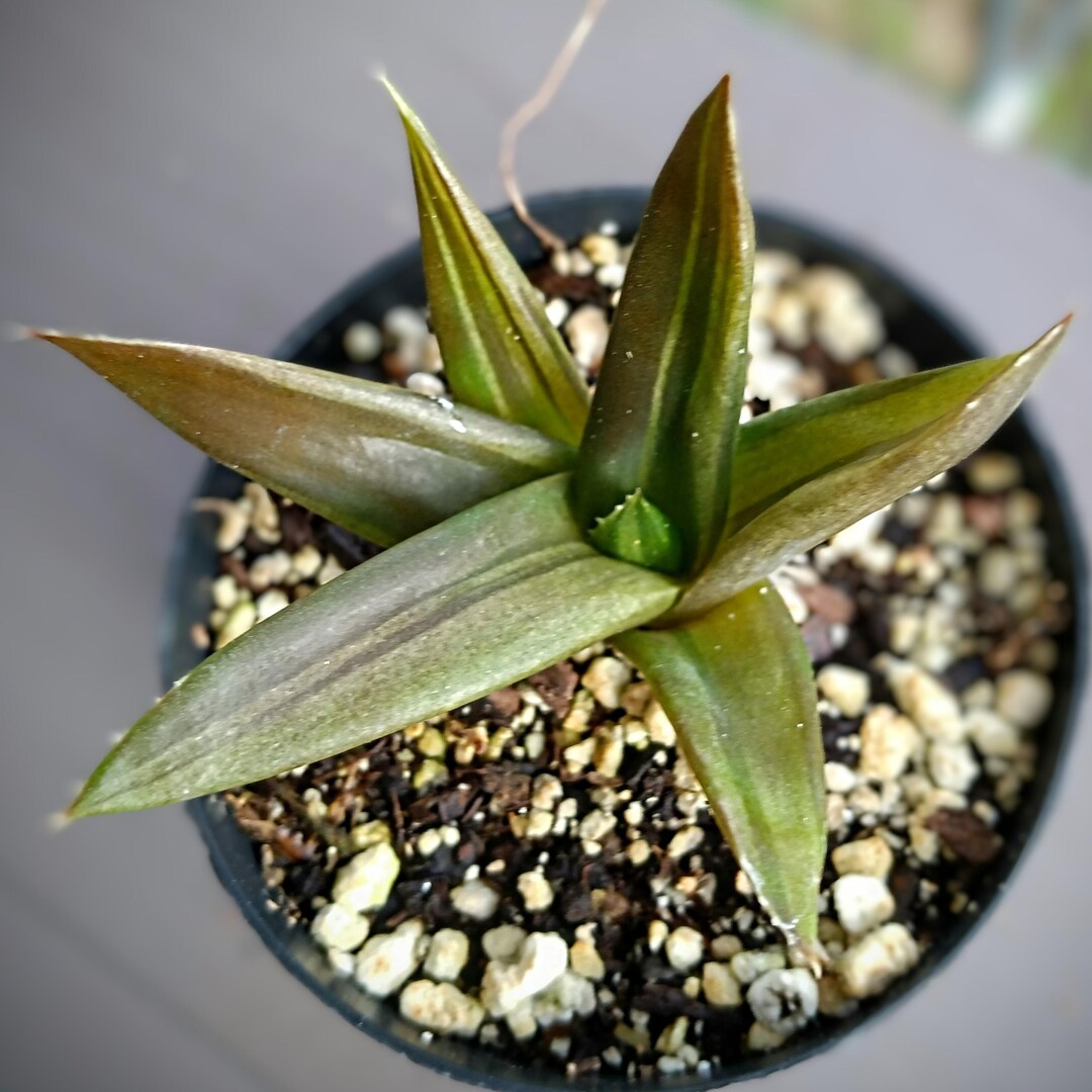 Alworthia Pentagona F. Variegata (small) - Etsy