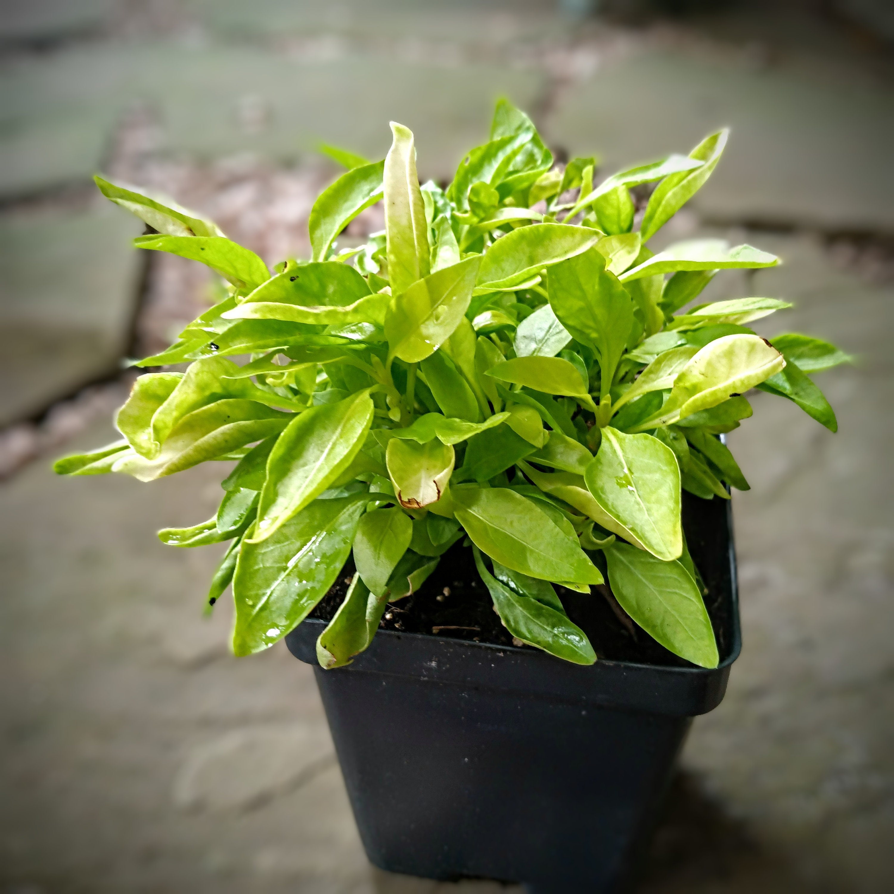 True Yellow-alternanthera 4 Inch - Etsy