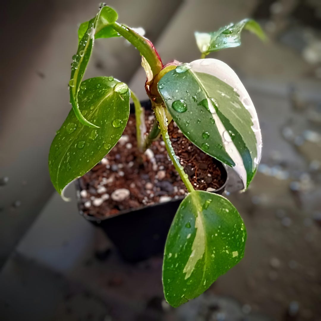 Philodendron White Princess 2.5 Inch - Etsy