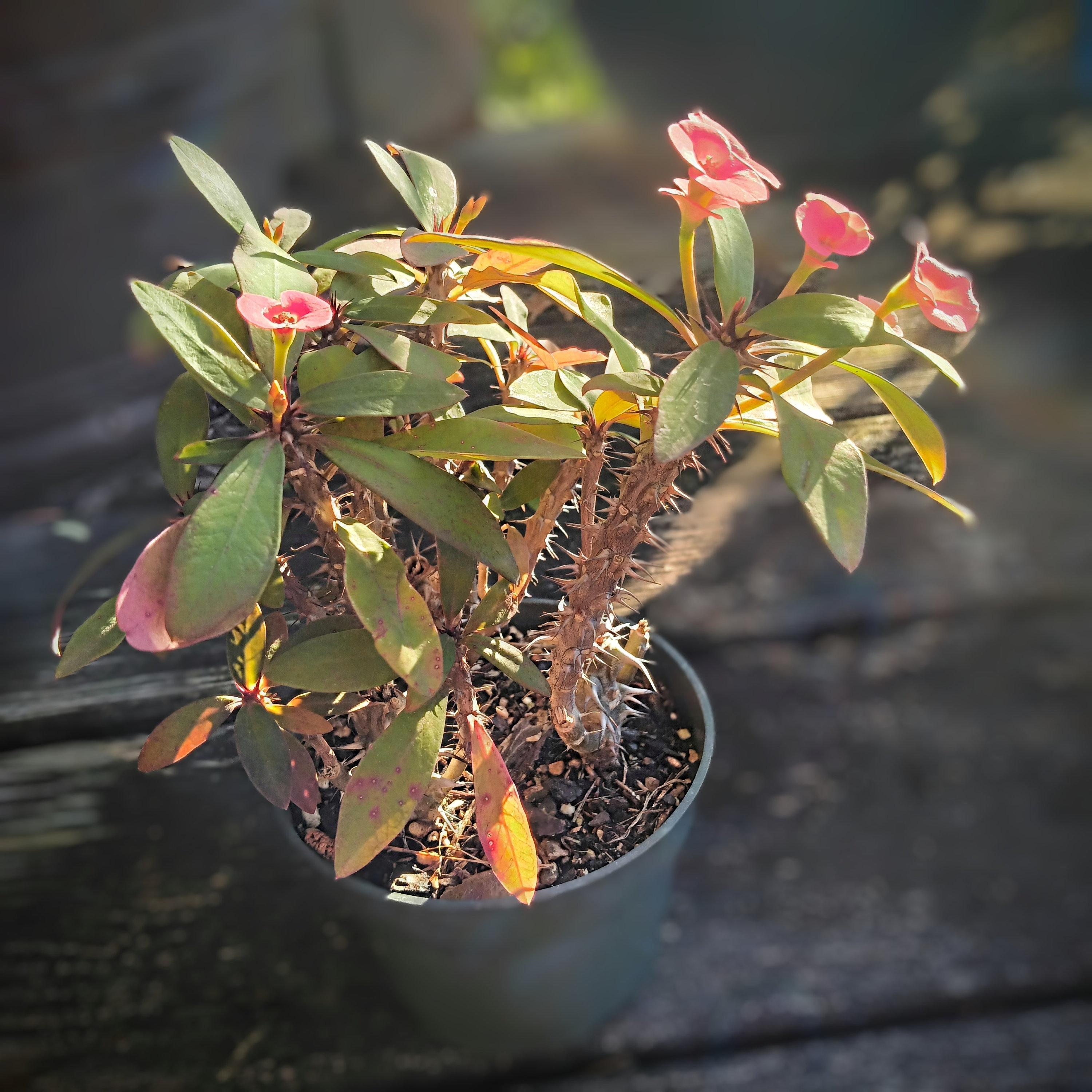 Crown of Thorns dwarf Variety - Etsy
