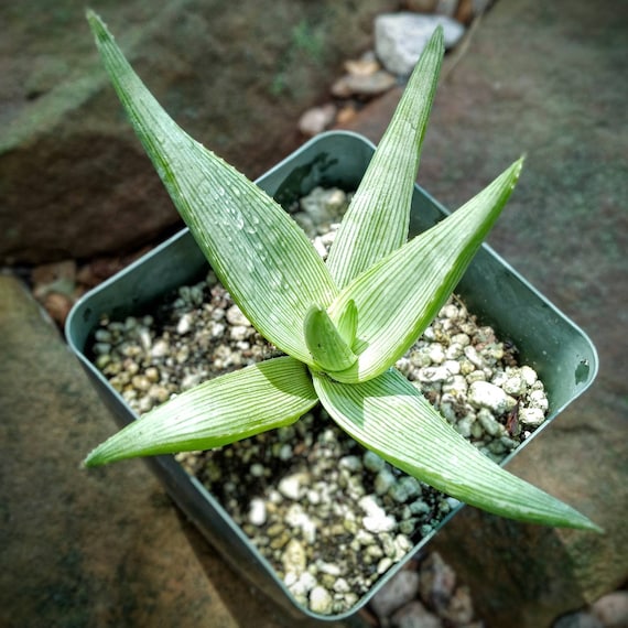 Aloe Deltoideodonta Var. Candicans - Etsy