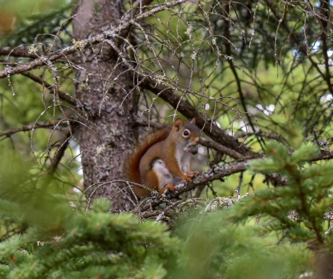 Wildlife in Vermont, Squirrel, Photography on Canvas or Prints - Etsy