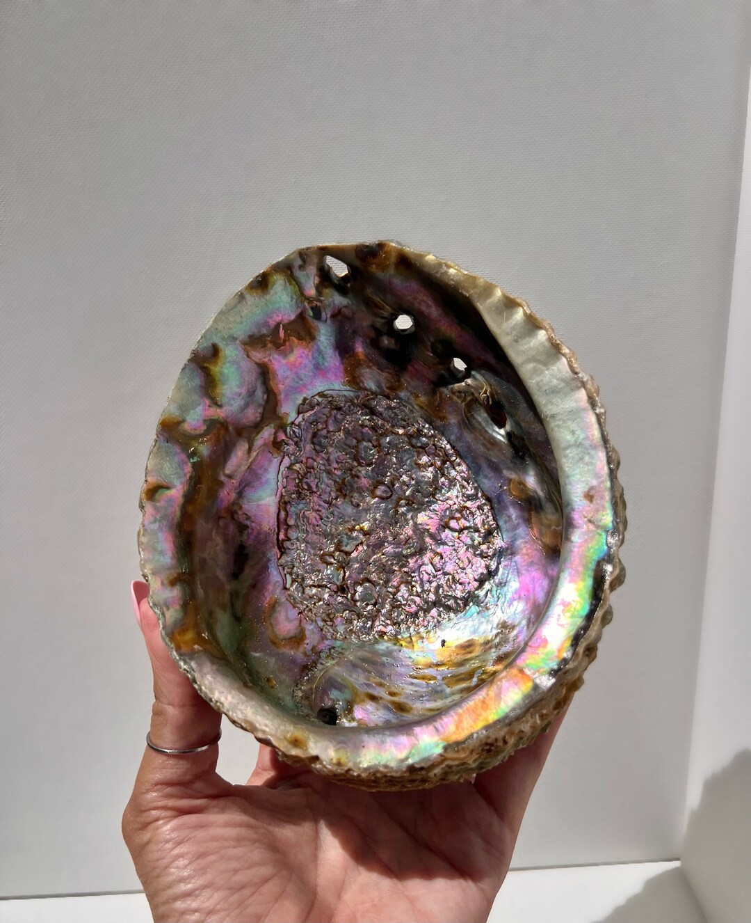 Handpicked Abalone Shell: Incense Holder, Smudge Bowl (6-7 Inch) - Etsy