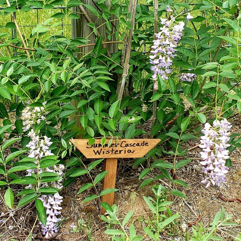 Wisteria Summer Cascade Seeds; Climbing Vine; Trellis Flower; Perennial ...