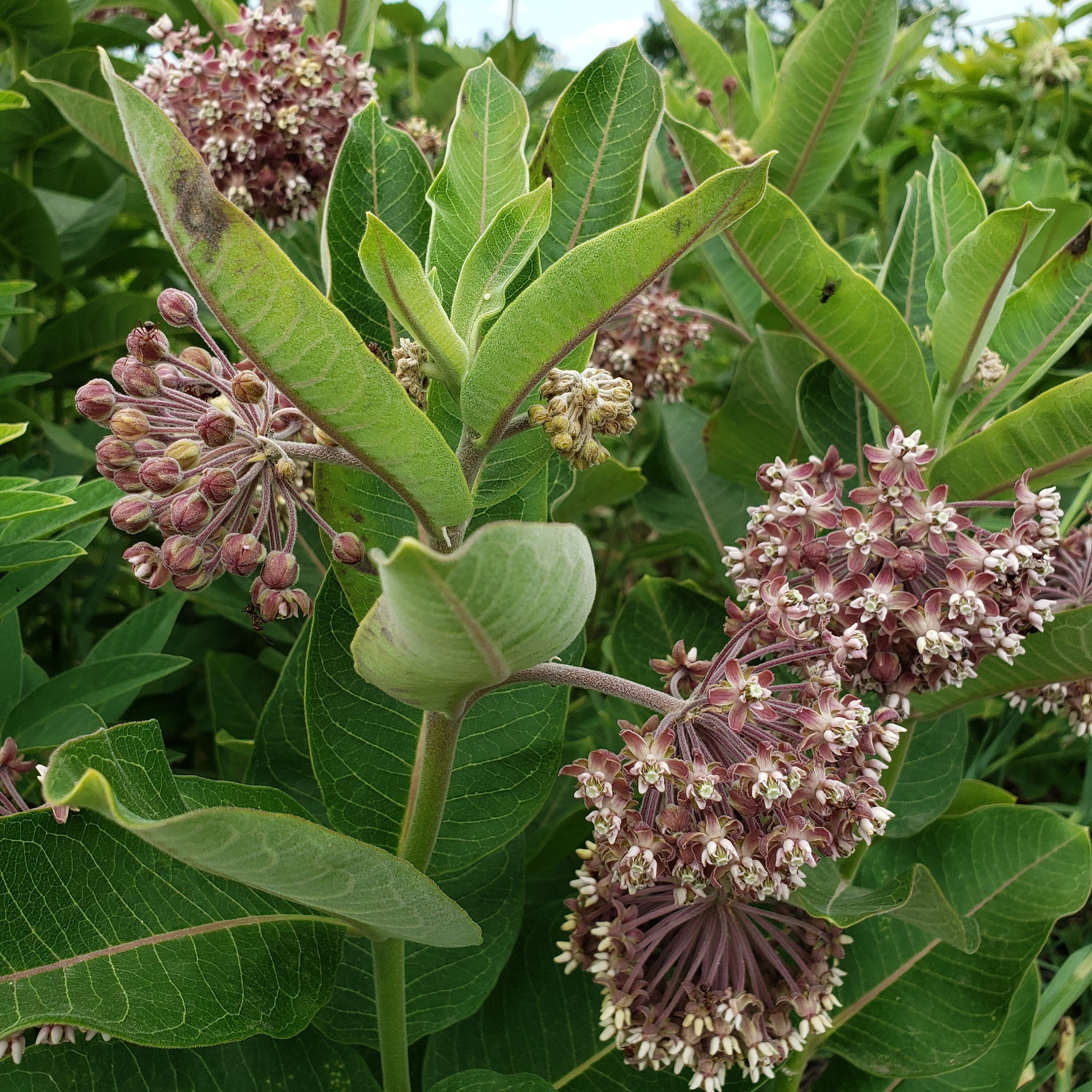 Common Milkweed Seeds (asclepias Syriaca); Monarch Plant; Monarch ...