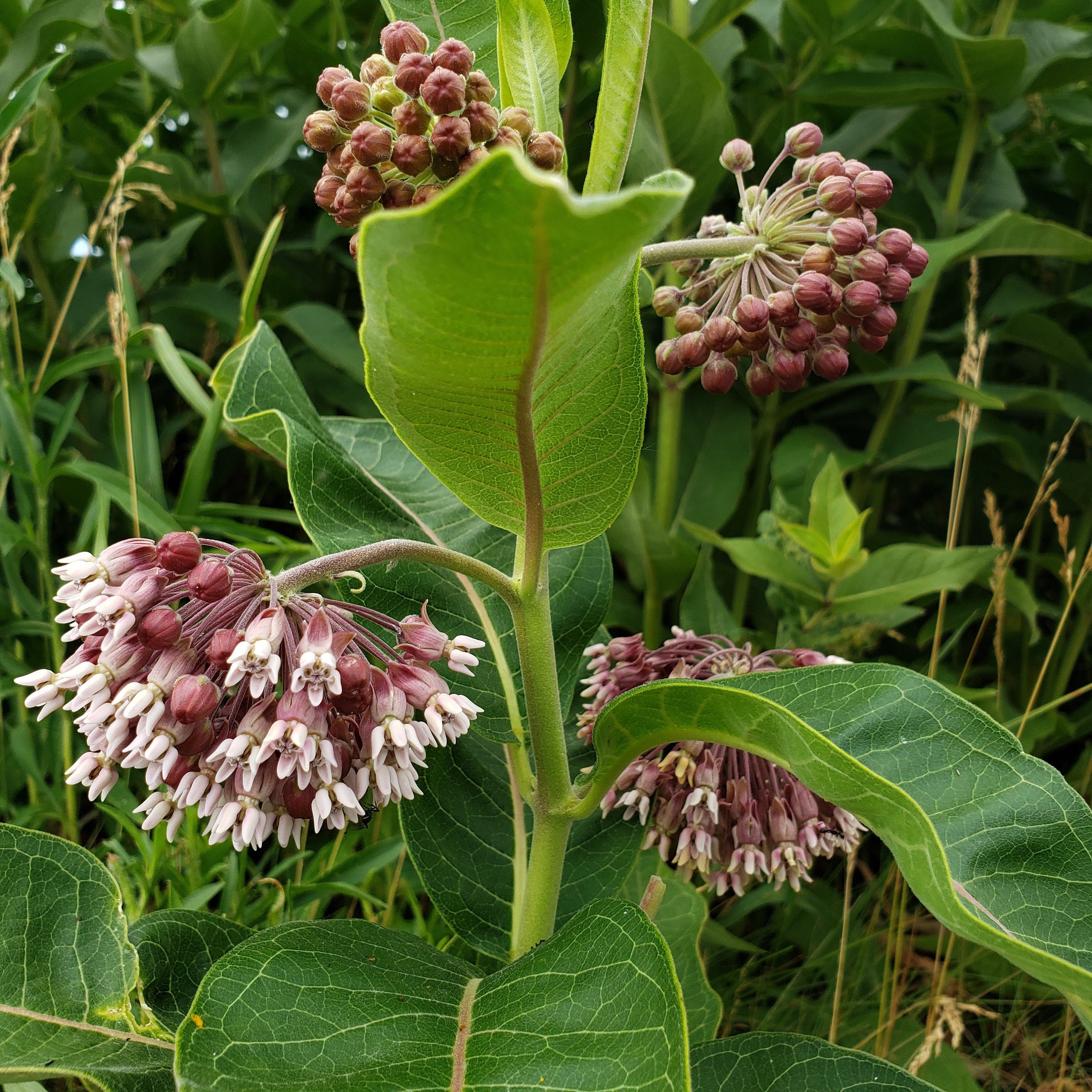 Common Milkweed Seeds (asclepias Syriaca); Monarch Plant; Monarch ...