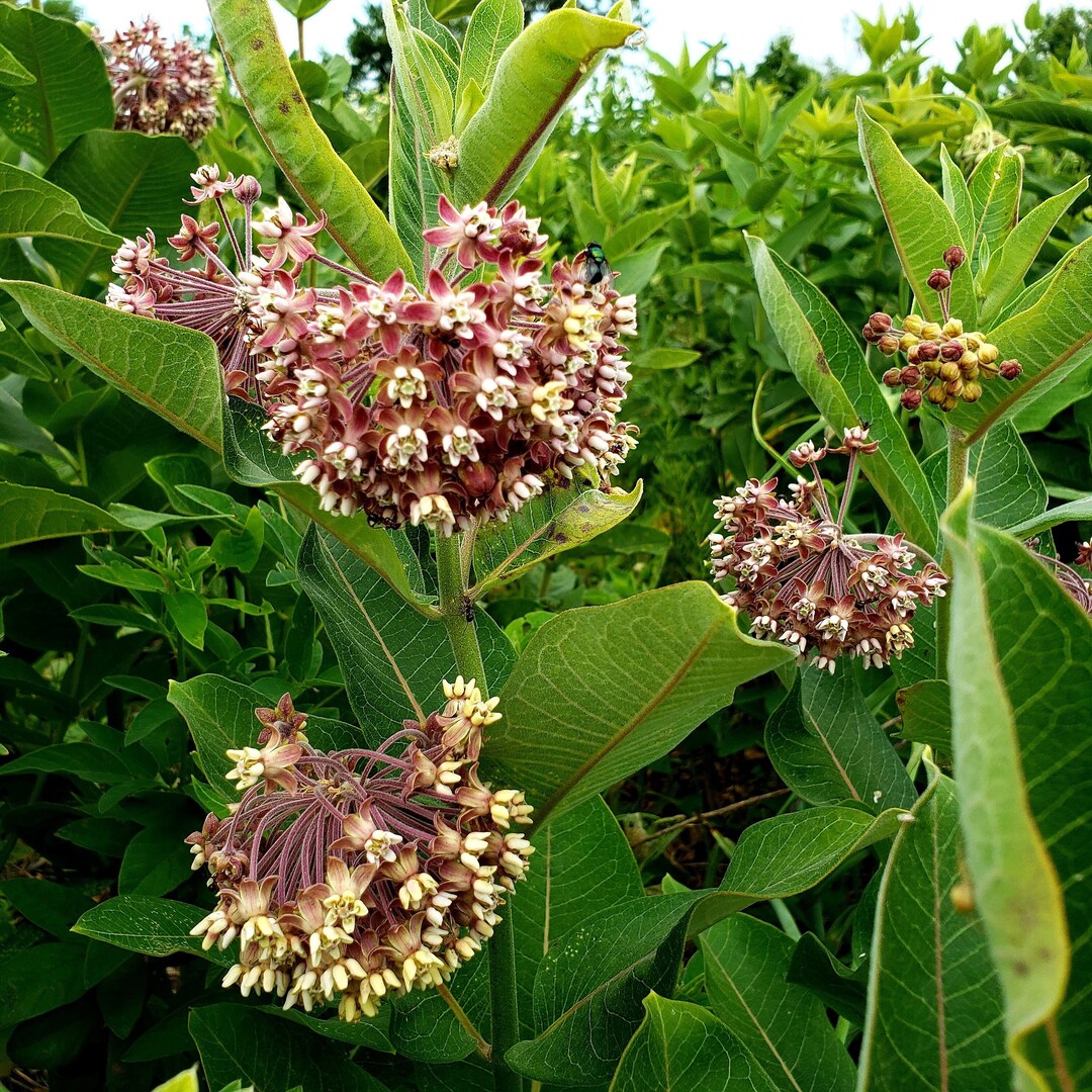 Common Milkweed Seeds (asclepias Syriaca); Monarch Plant; Monarch ...
