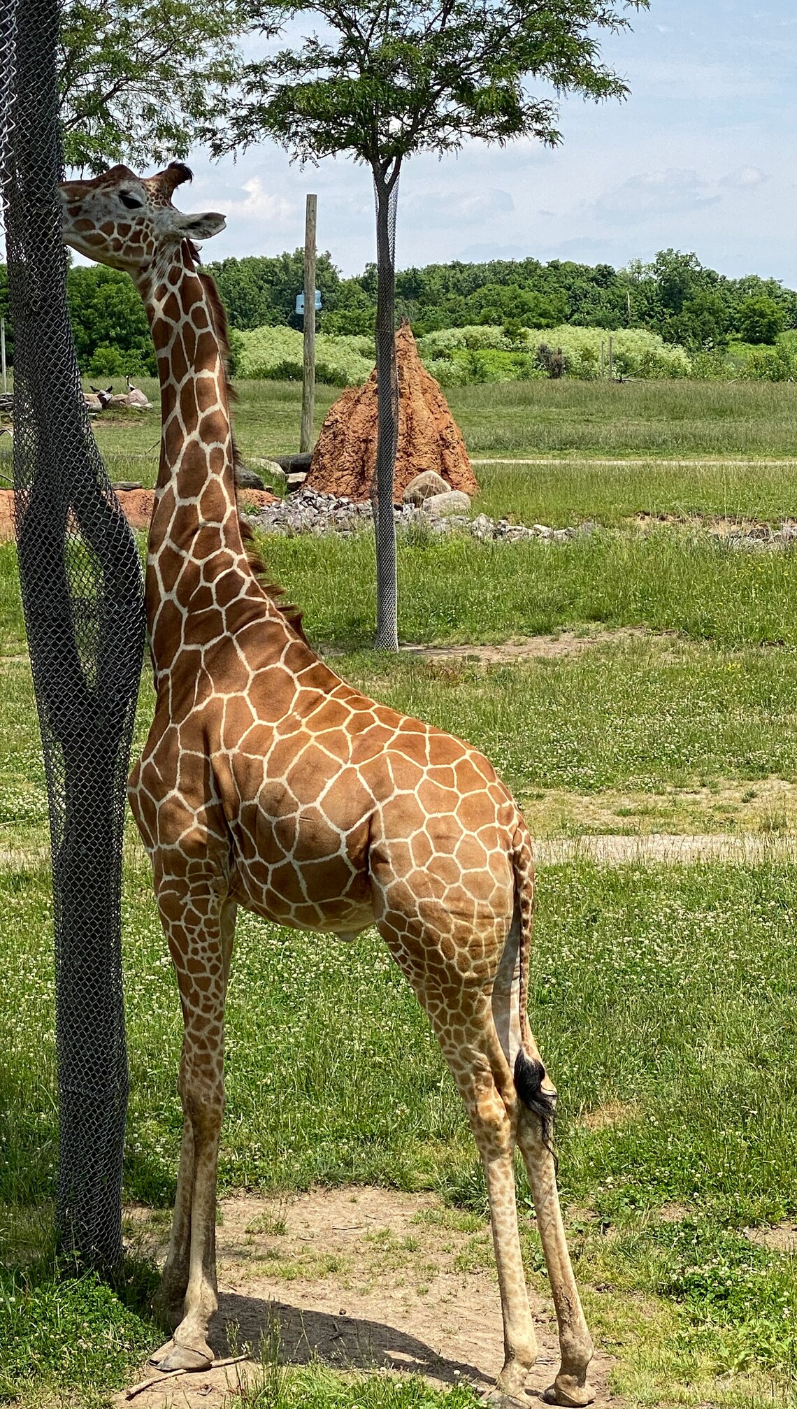 Giraffes Life in Zoo,fun Zoo Life,african Zoo,giraffie Family,happy ...