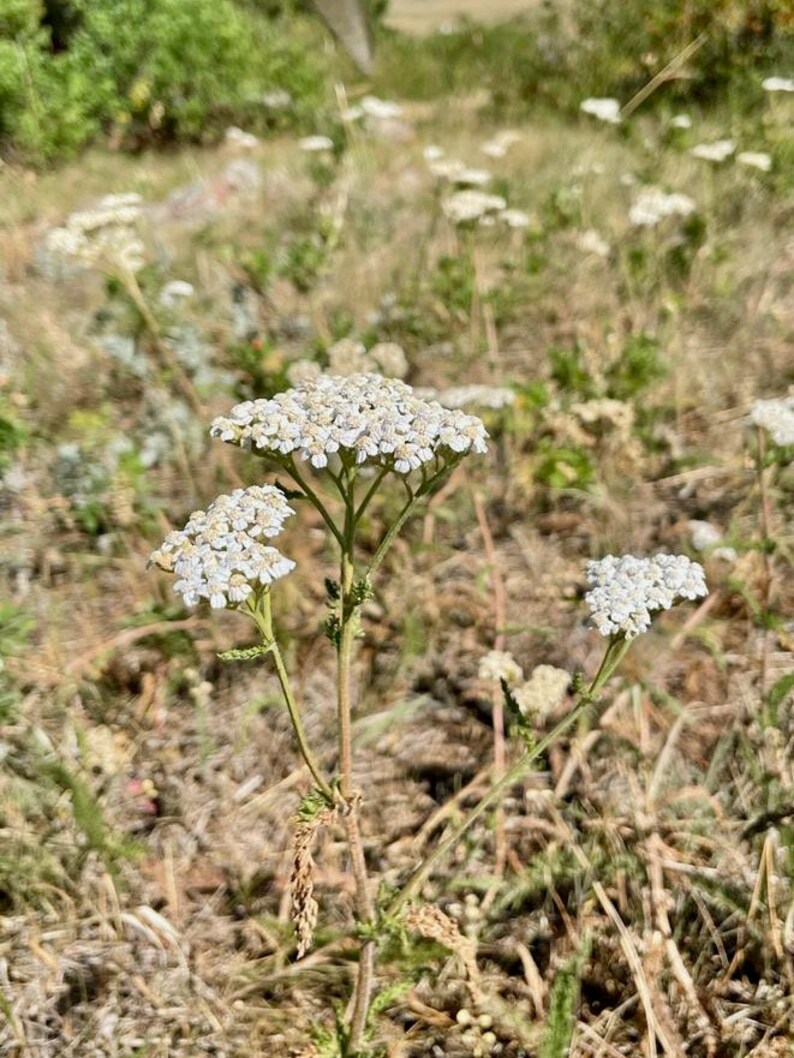 Common Yarrow Leaves, Flowers, and Stems, (achillea Millefolium) - Etsy