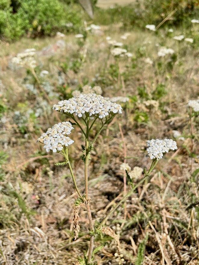 Common Yarrow Leaves, Flowers, and Stems, achillea Millefolium - Etsy
