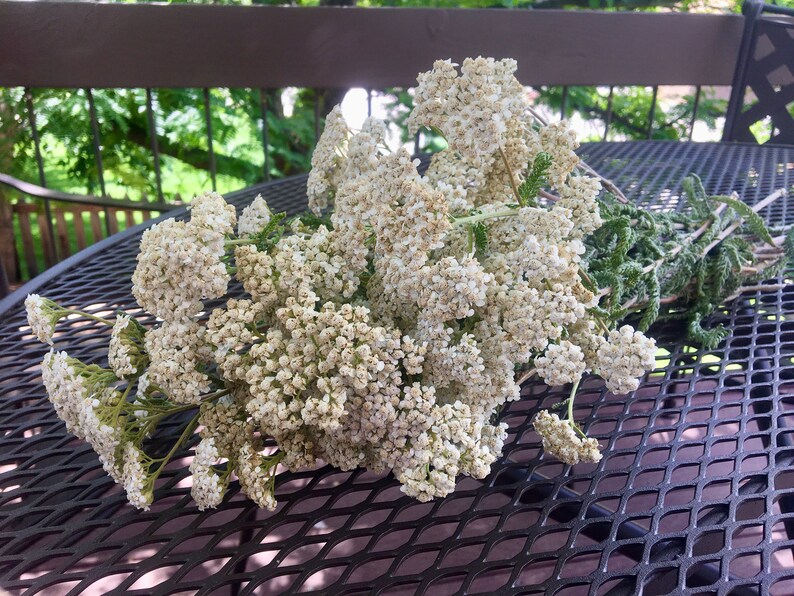 Common Yarrow Leaves, Flowers, and Stems, (achillea Millefolium) - Etsy
