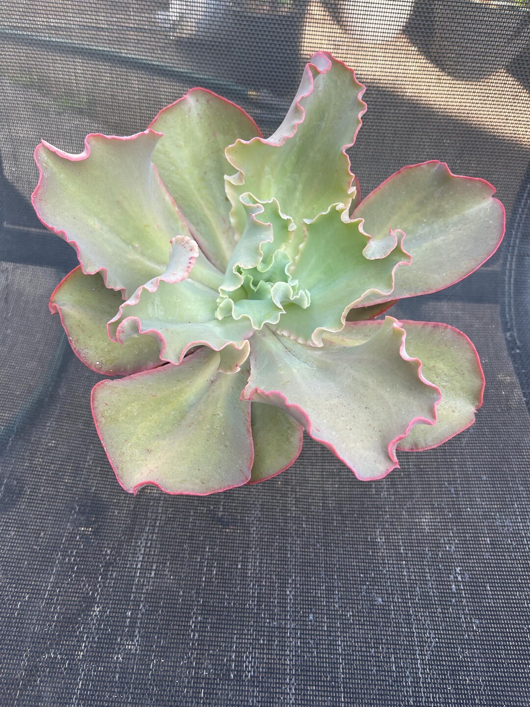 Echeveria - Etsy
