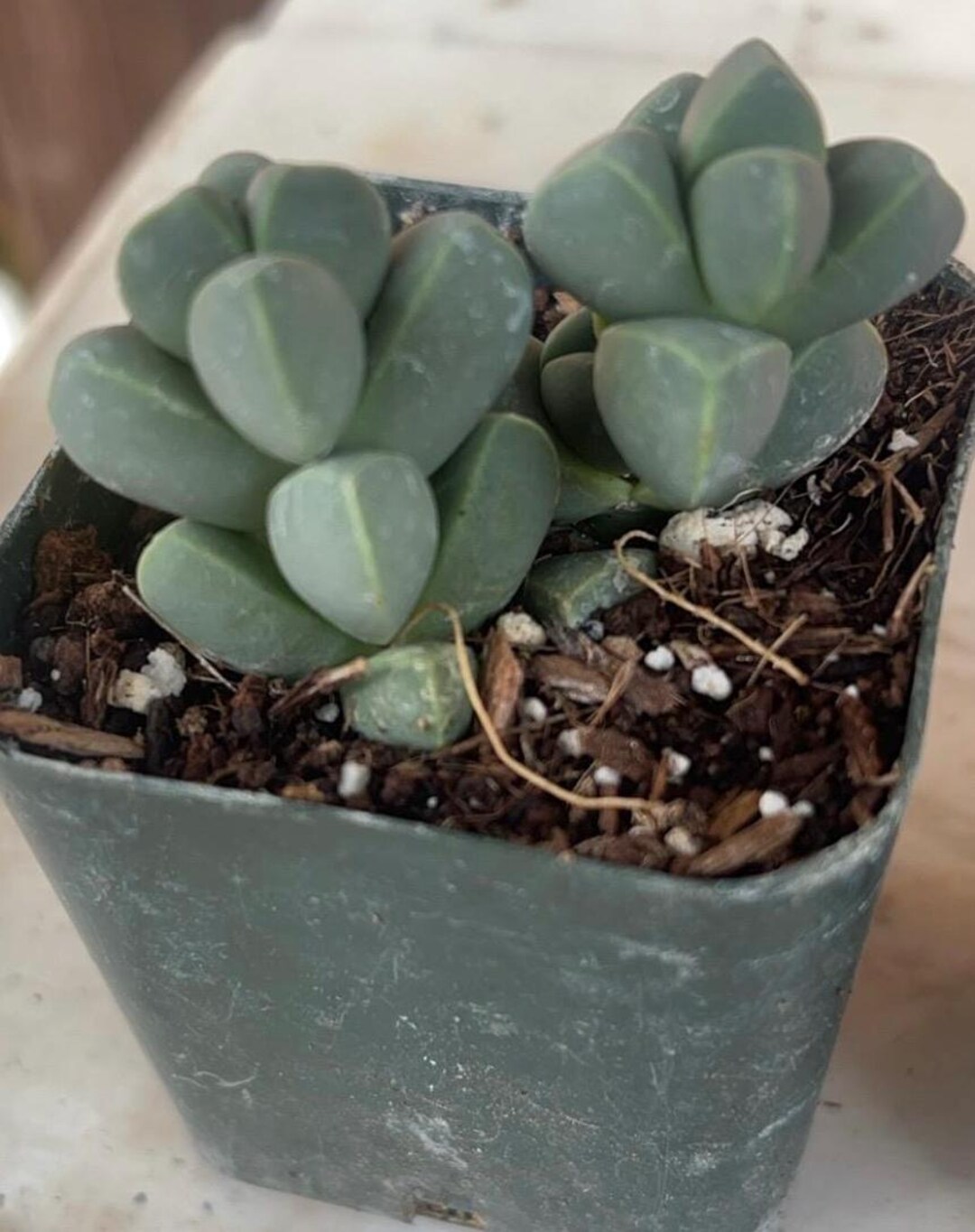 Corpuscularia Lehmannii, Ice Plant - Etsy
