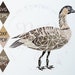 Hawaiian Nene Bird Svg, Goose Svg, Hawaiian State Bird Svg, Hawaii Nene ...
