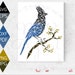 Steller's Jay Svg, Bird SVG, Stellar Jay Bird SVG, Blue Bird Svg ...