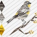 Bird SVG, Yellow Rumped Warbler SVG, Warblers SVG, Rump Bird Print Svg ...