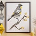 Bird SVG, Yellow Rumped Warbler SVG, Warblers SVG, Rump Bird Print Svg ...