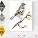 Bird SVG, Yellow Rumped Warbler SVG, Warblers SVG, Rump Bird Print Svg ...