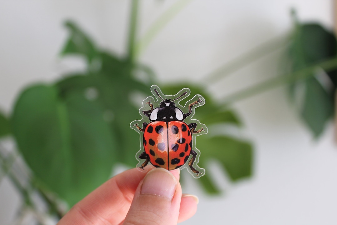 Sticker Set Beetles, Ladybugs, 5 Pieces, Stickers - Etsy