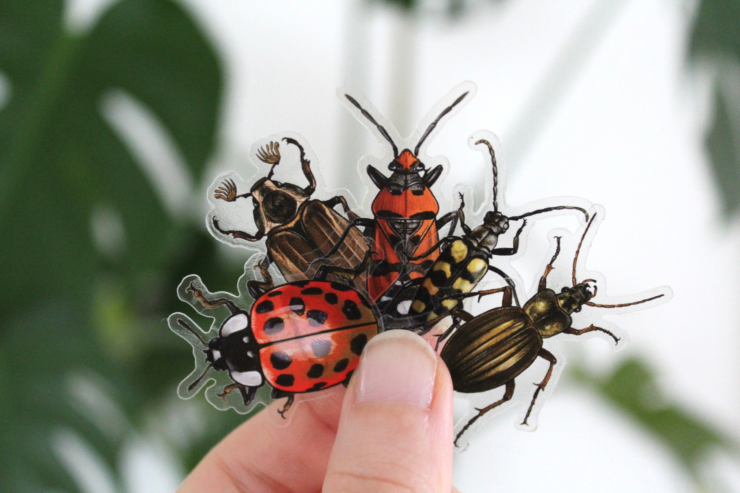 Sticker Set Beetles, 5 Pieces, Stickers - Etsy