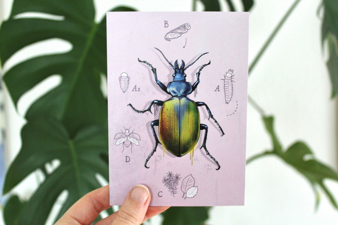 Card Beetle With Metallic Effect, Postcard, Greeting Card A6 - Etsy