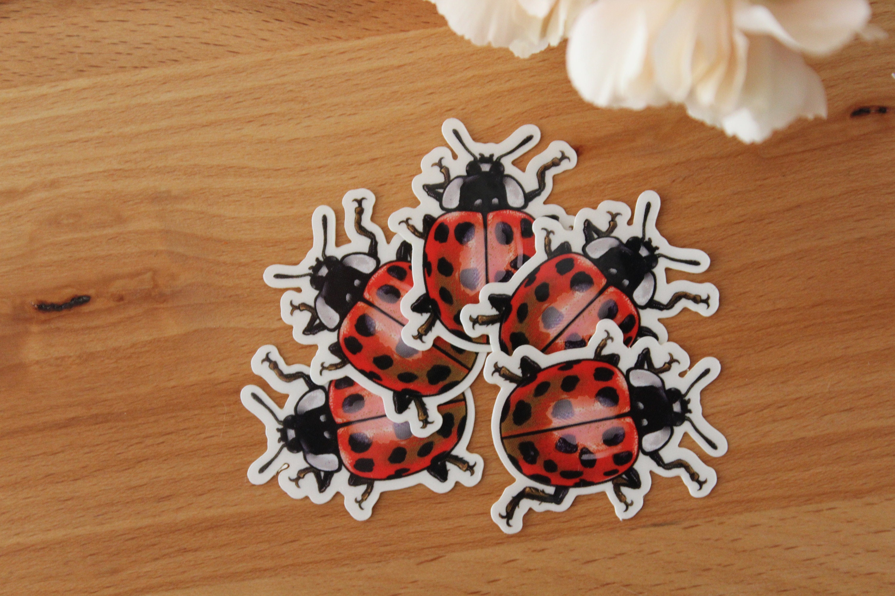 Aufkleber Set Käfer, Marienkäfer, 5 Stück, Sticker - Etsy.de