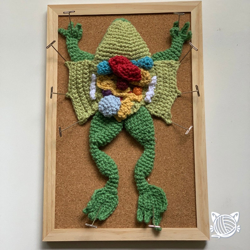 Crochet Dissected Frog - Etsy