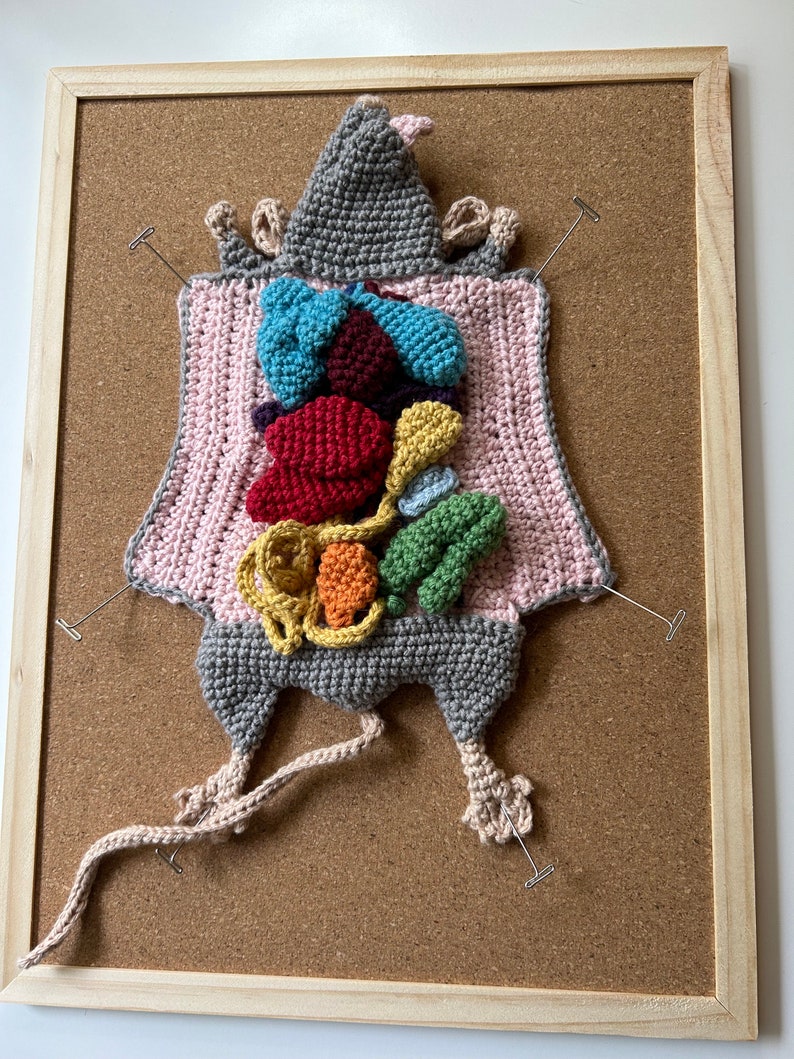 Crochet Dissected Rat - Etsy