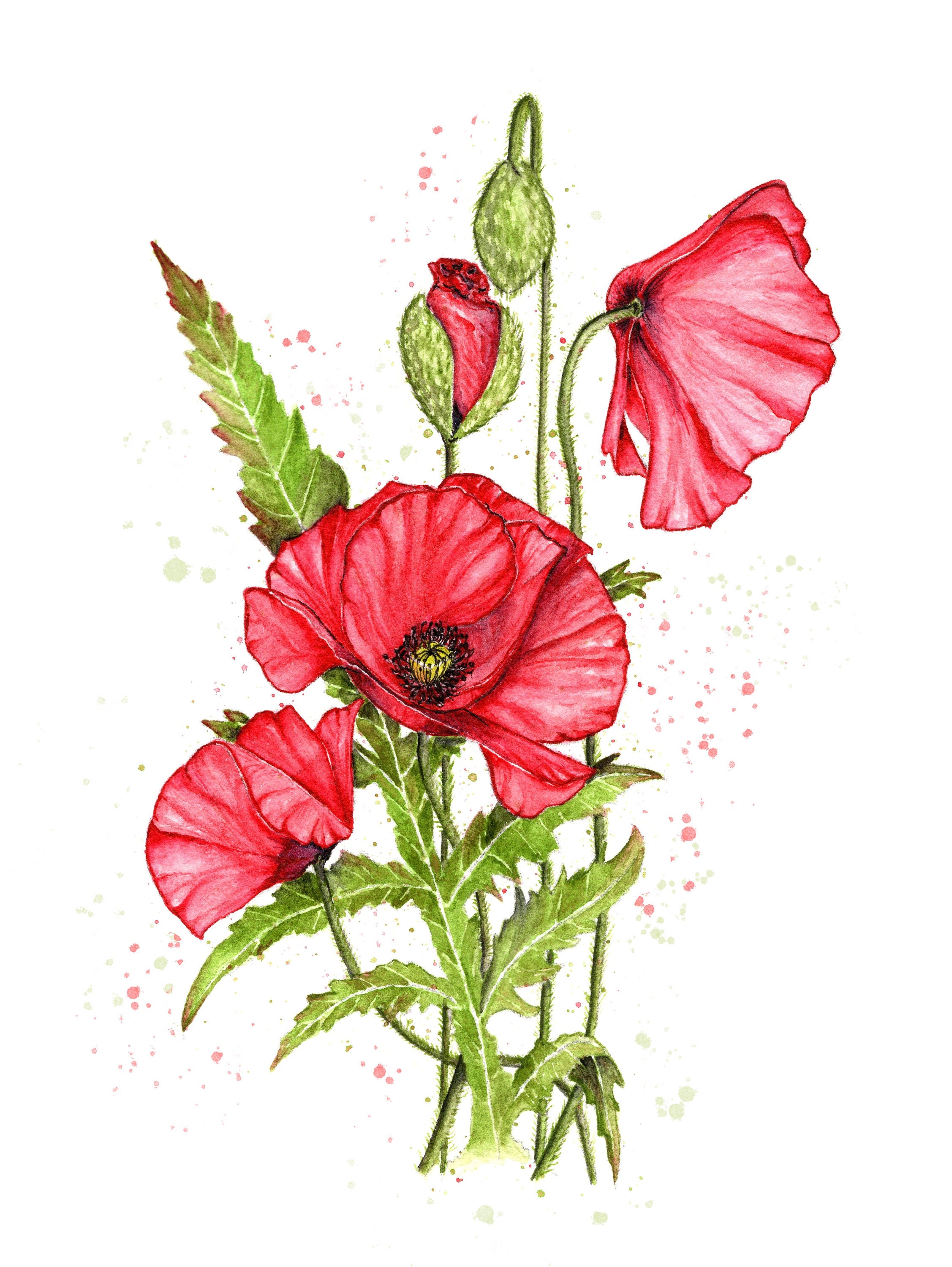 Poppy Greeting Cards, Poppy Cards, Greeting Cards, Sympathy Cards ...