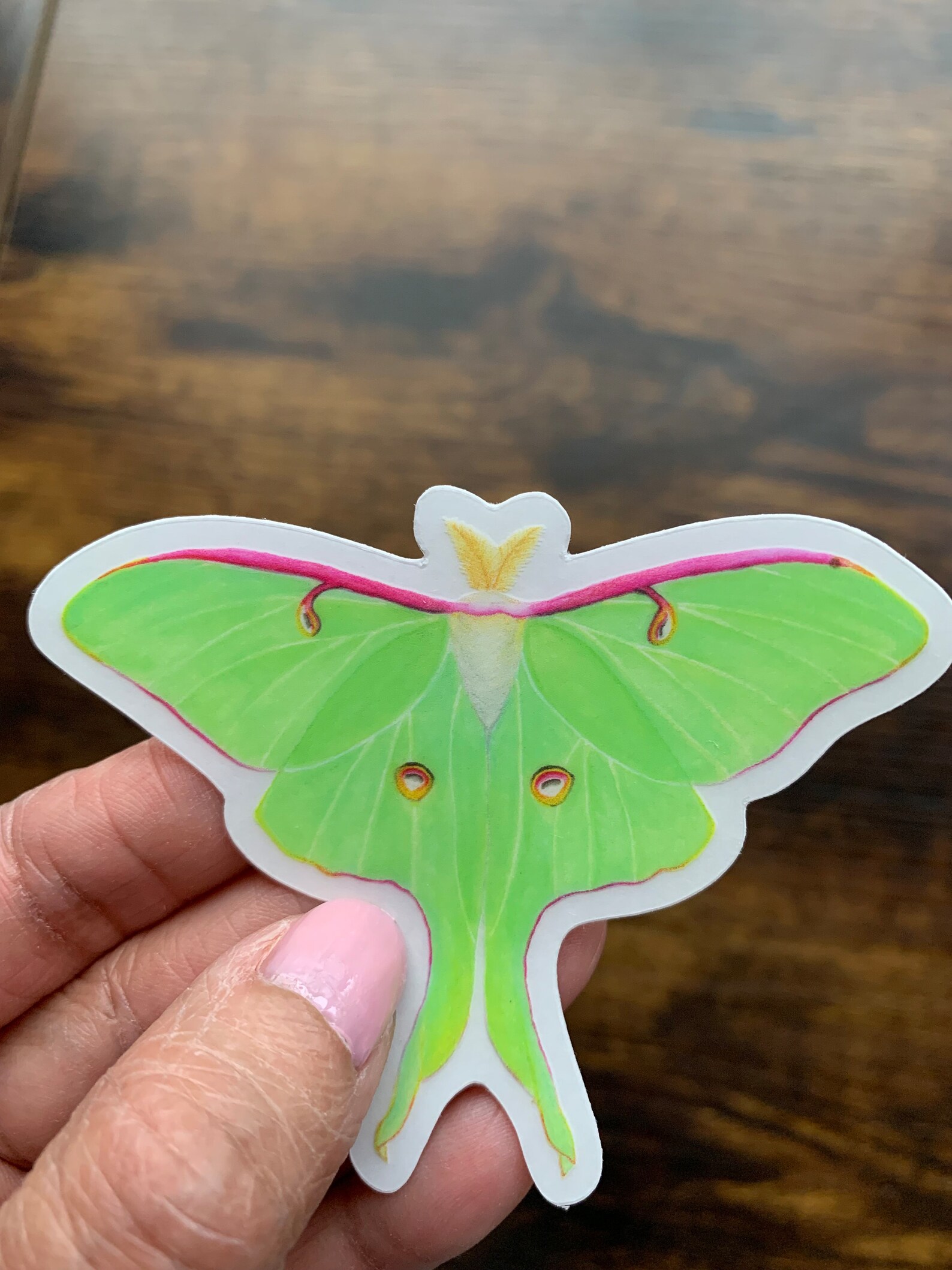 Luna Moth Sticker: Clear Vinyl Laptop Stickers - Etsy