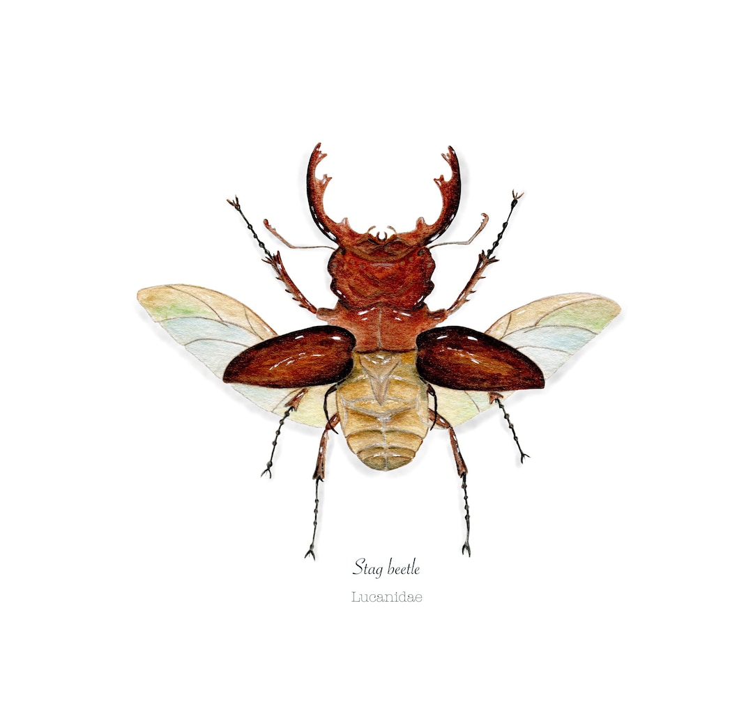 Stag Beetle, Stag Beetle Watercolor Art Prints, Giclee Prints, Insect ...