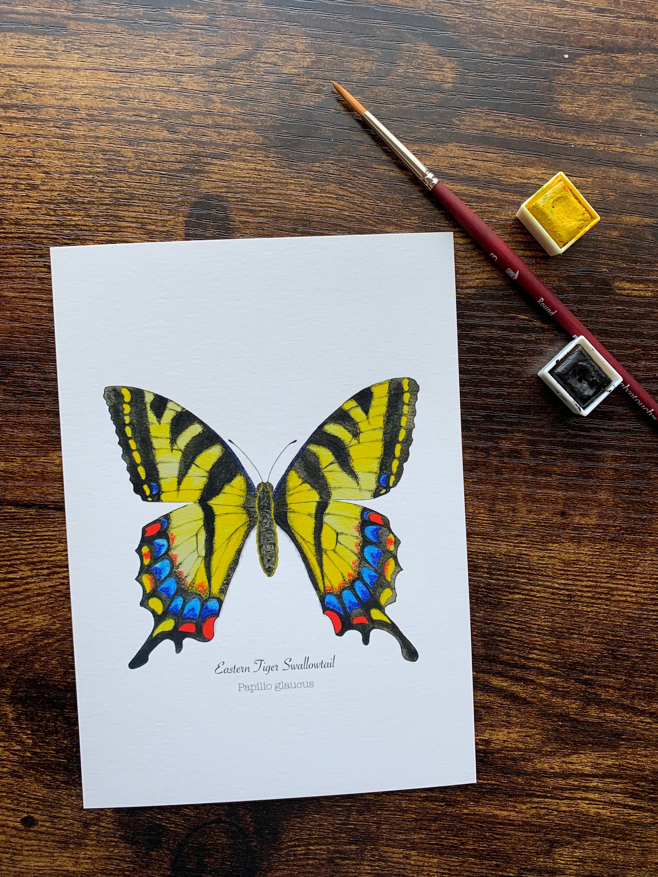 Eastern Tiger Swallowtail Butterfly Prints, Tiger Swallowtail Butterfly ...