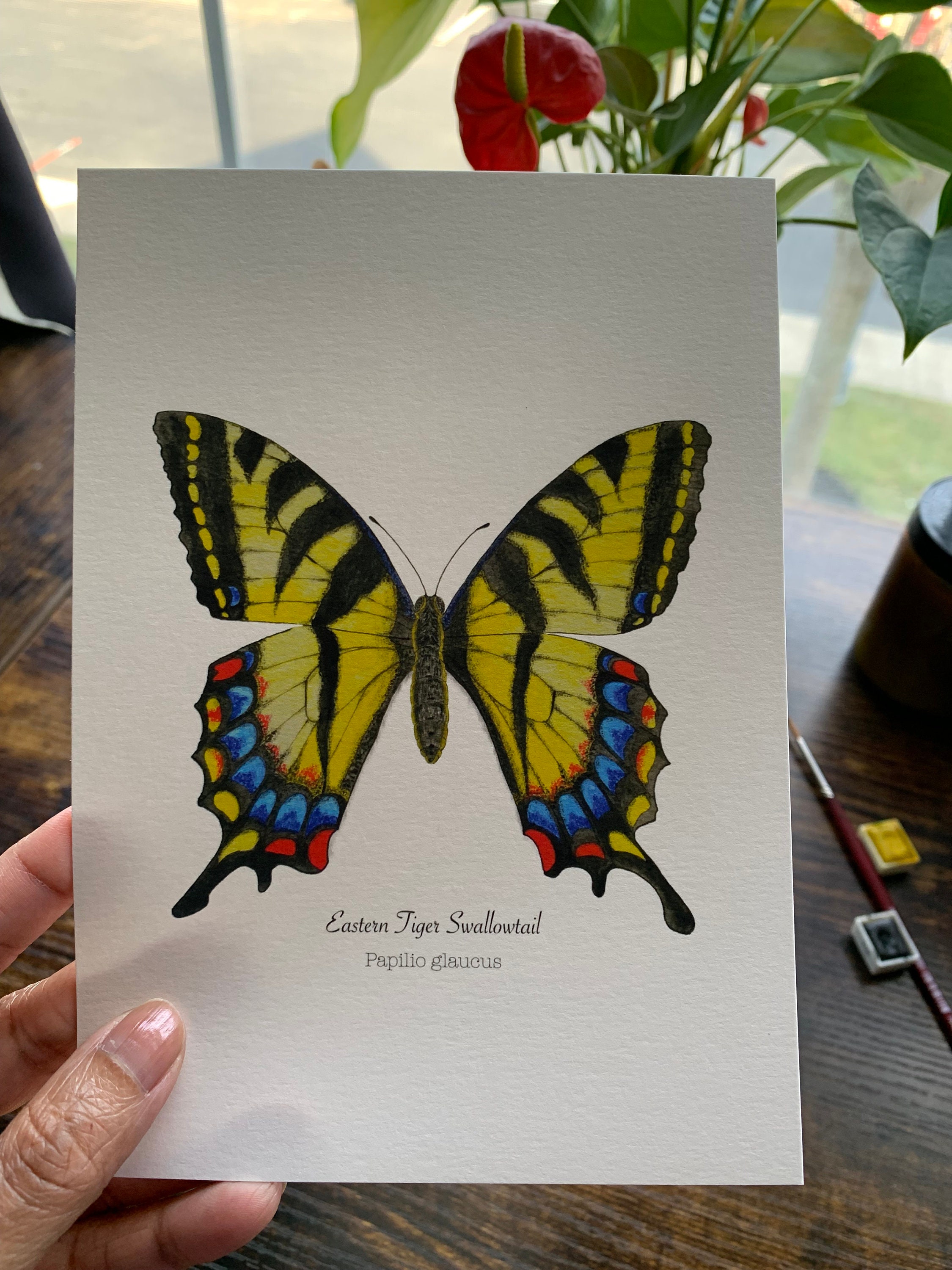 Eastern Tiger Swallowtail Butterfly Prints, Tiger Swallowtail Butterfly ...