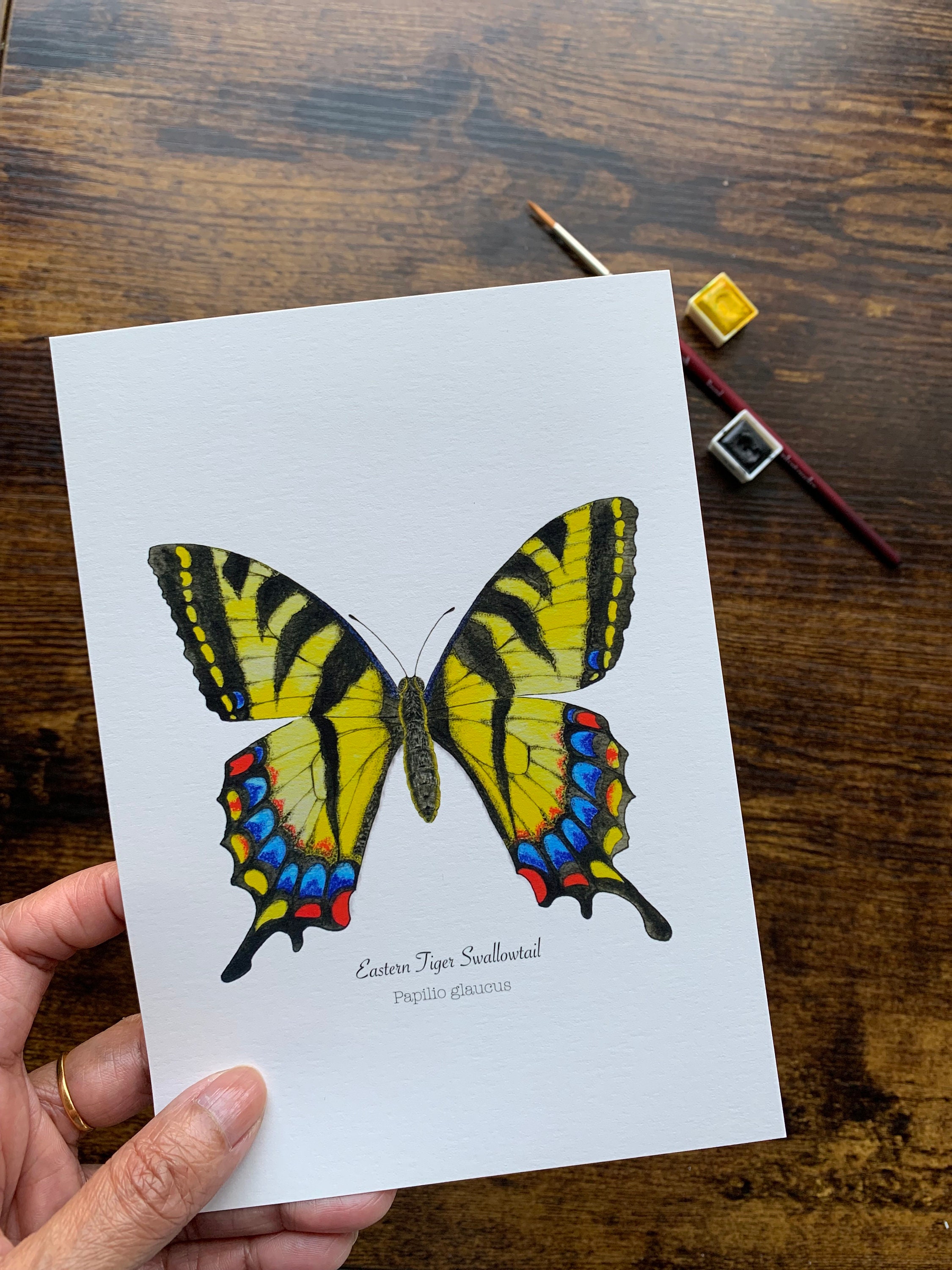 Eastern Tiger Swallowtail Butterfly Prints, Tiger Swallowtail Butterfly ...