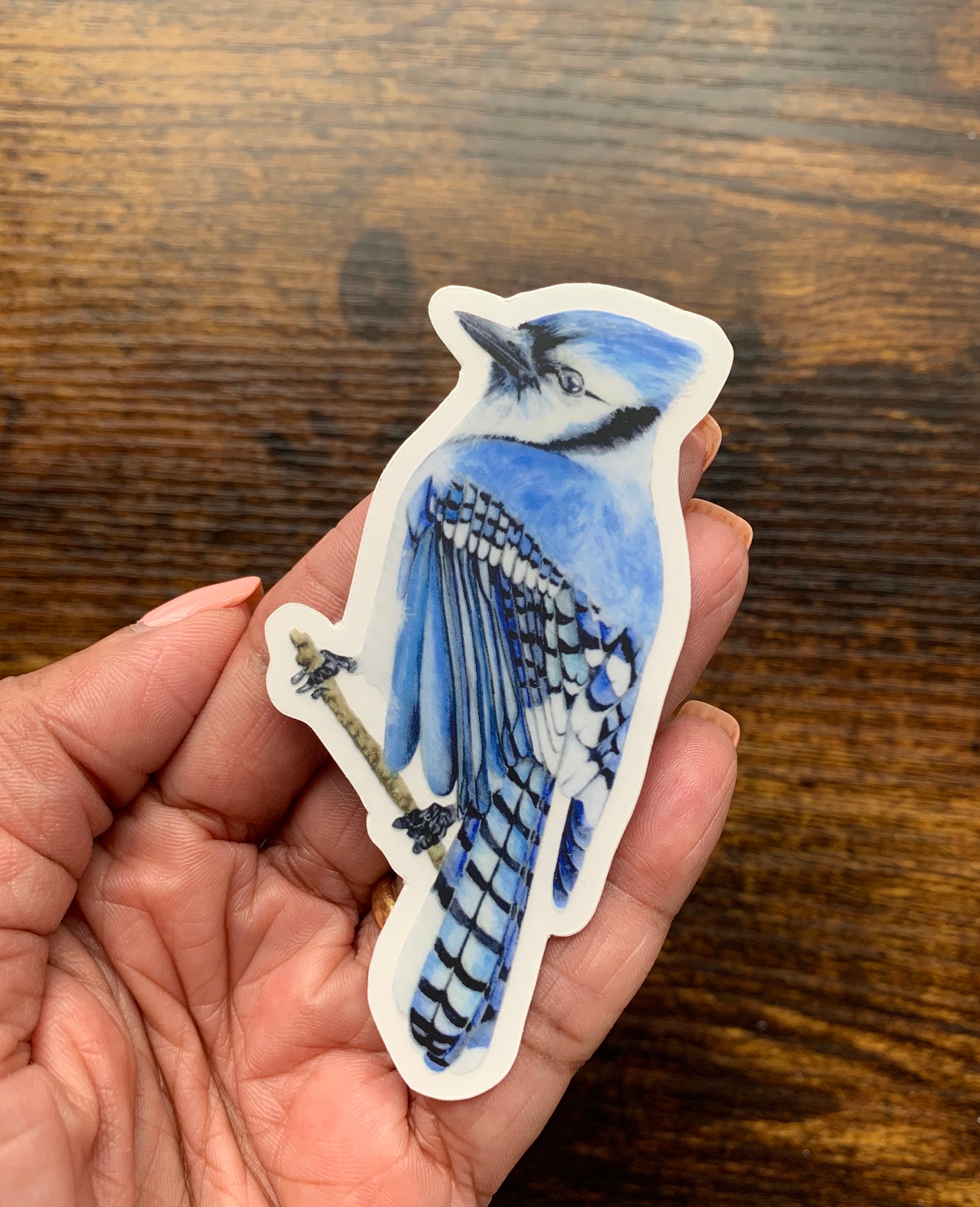 Blue Jay Sticker: Watercolor Backyard Bird, Vinyl Laptop Stickers - Etsy