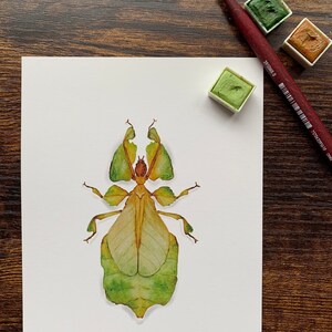 Leaf Bug, Leaf Bug Art Prints, Watercolor Art Prints, Giclee Prints ...