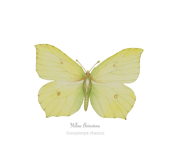 Brimstone Butterfly