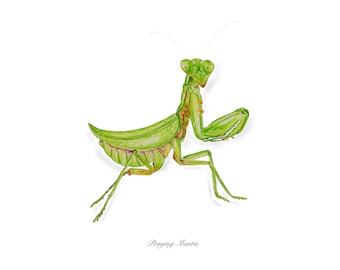 Praying Mantis Artwork - Etsy