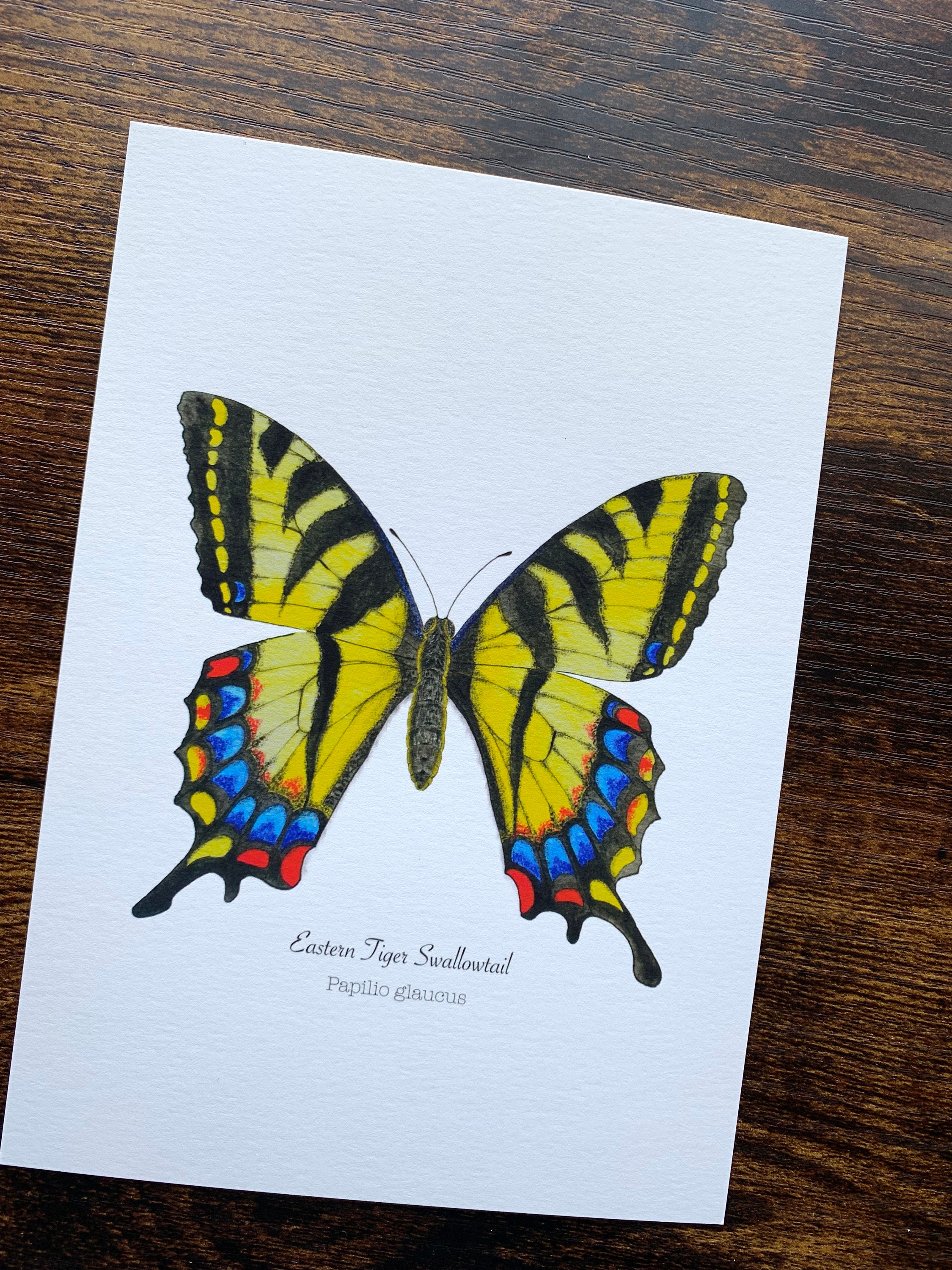 Eastern Tiger Swallowtail Butterfly Prints, Tiger Swallowtail Butterfly ...