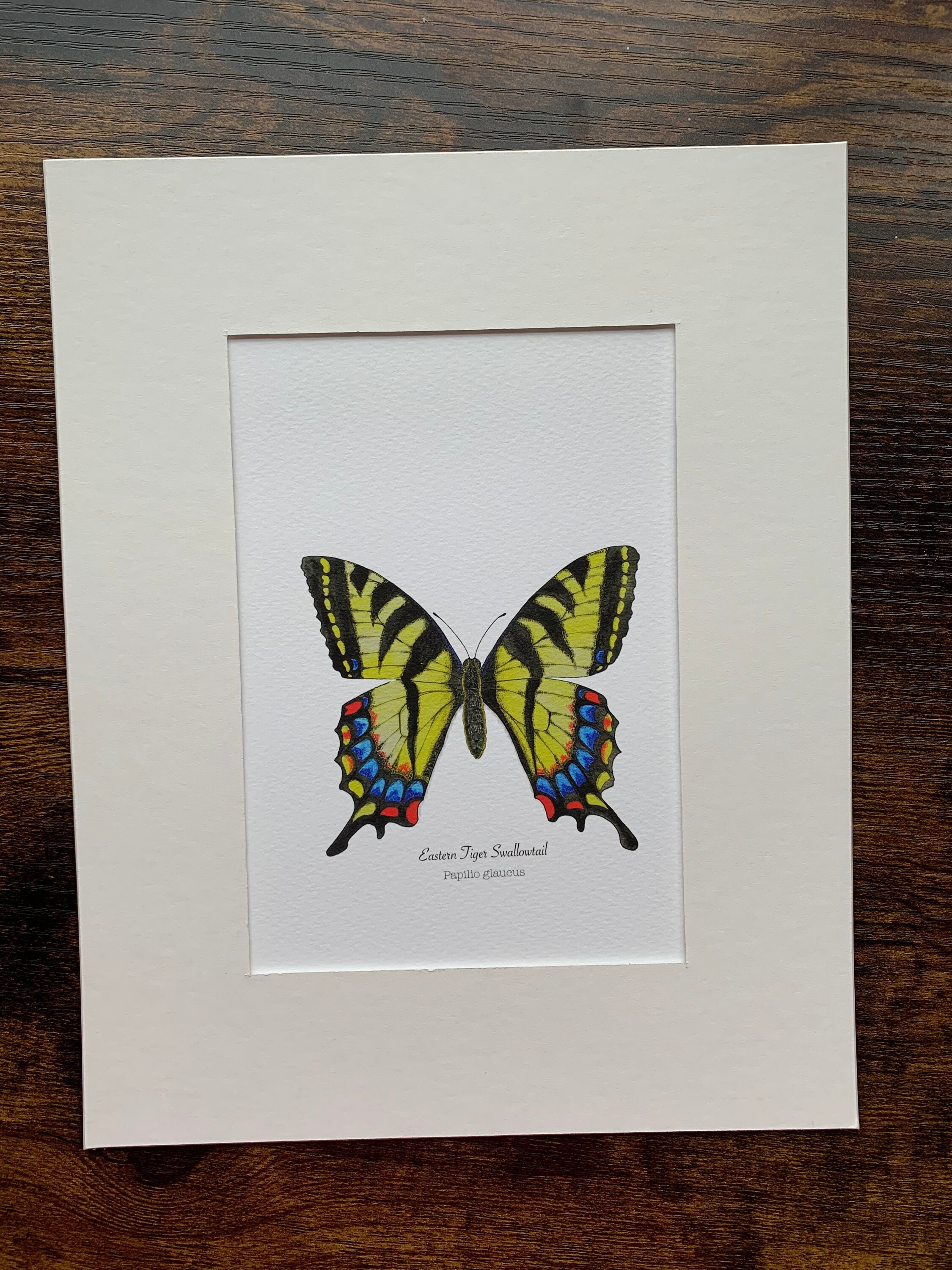 Eastern Tiger Swallowtail Butterfly Prints, Tiger Swallowtail Butterfly ...