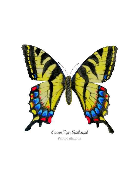 Eastern Tiger Swallowtail Butterfly Prints Tiger Swallowtail - Etsy